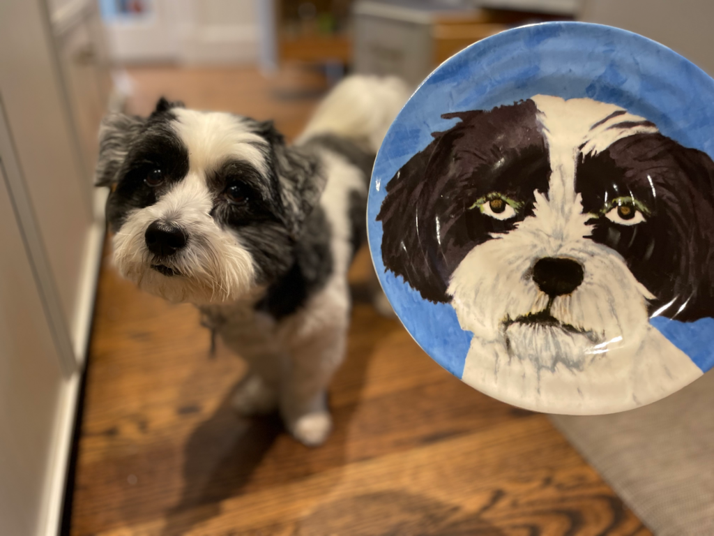 My Dog Louie, the Best Dog Ever, Is Seriously Ill - HIV and ID ...